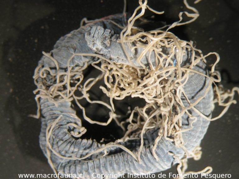 Colección de Poliquetos | Macrofauna Bentónica de Chile