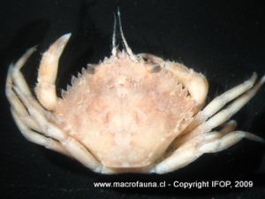 Colección de Crustáceos – Macrofauna Bentónica de Chile