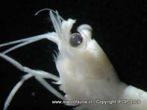 Colección de Crustáceos | Macrofauna Bentónica de Chile