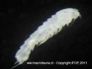 Colección de Crustáceos – Macrofauna Bentónica de Chile