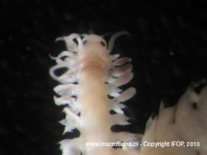 Colección de Poliquetos | Macrofauna Bentónica de Chile