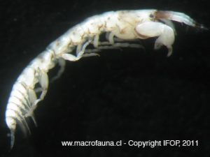 Colección de Crustáceos – Macrofauna Bentónica de Chile