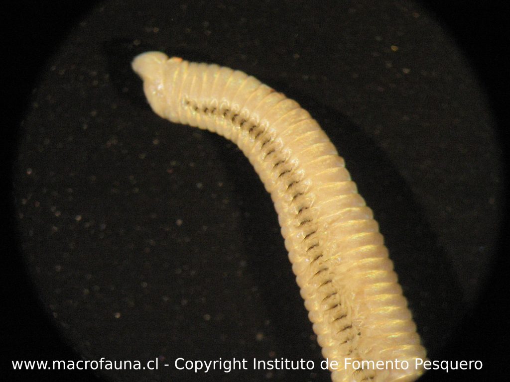 Colección de Poliquetos | Macrofauna Bentónica de Chile