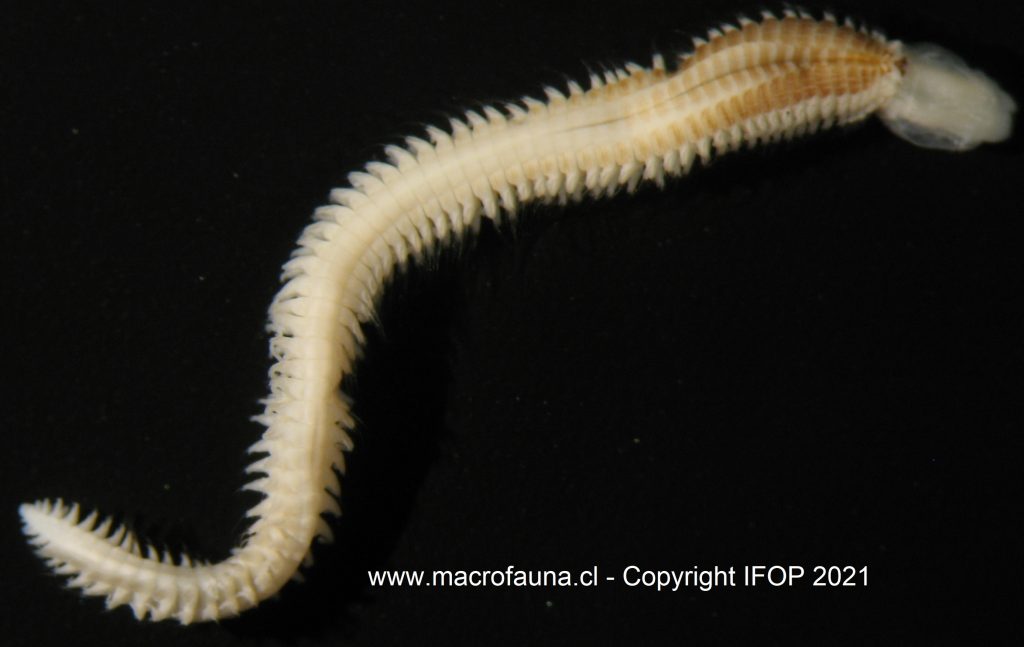 Colección de Poliquetos | Macrofauna Bentónica de Chile