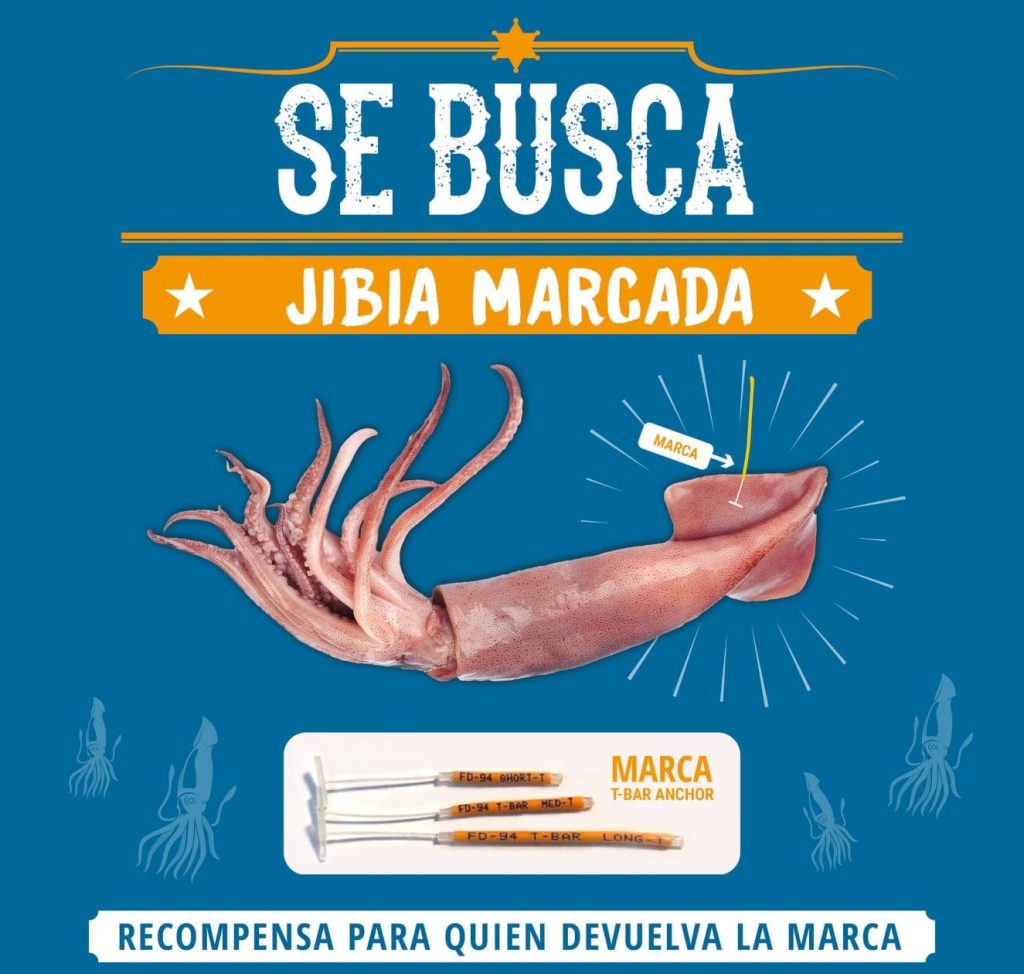 Proyecto Jibia GEF | Programa de estudio biológico de la jibia en Chile en sectores fuera de la ...