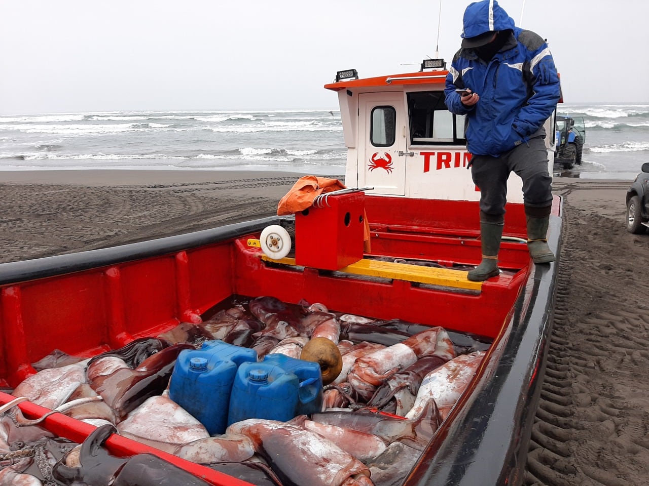 Proyecto Jibia GEF | Programa de estudio biológico de la jibia en Chile ...