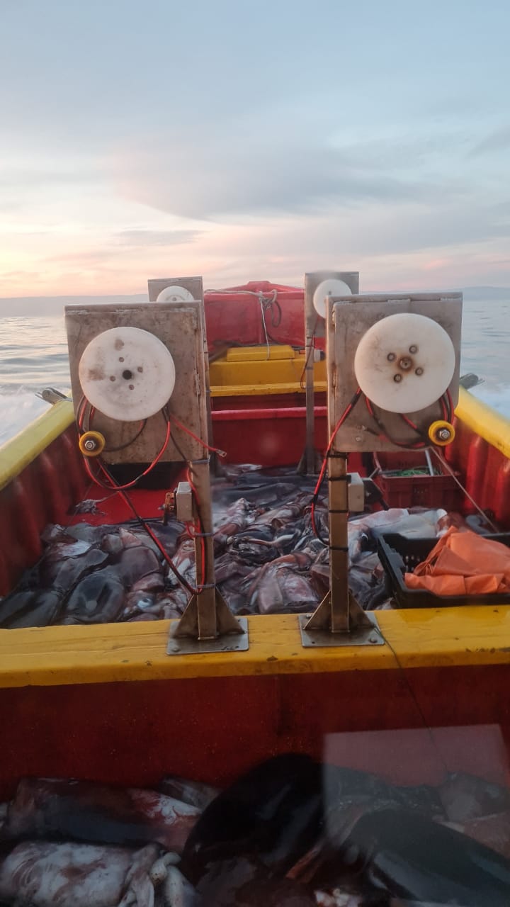 Proyecto Jibia GEF | Programa de estudio biológico de la jibia en Chile ...