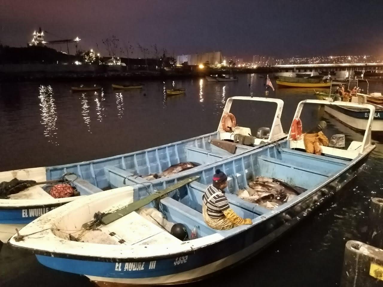 Proyecto Jibia GEF | Programa de estudio biológico de la jibia en Chile ...