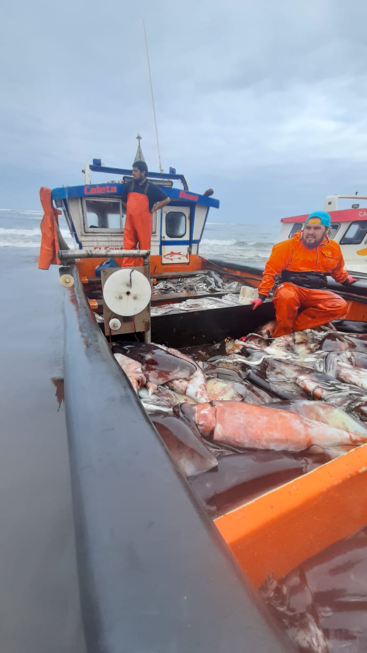 Proyecto Jibia GEF | Programa de estudio biológico de la jibia en Chile ...