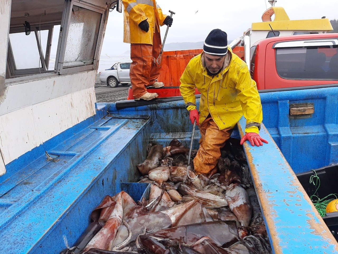 Proyecto Jibia GEF | Programa de estudio biológico de la jibia en Chile ...