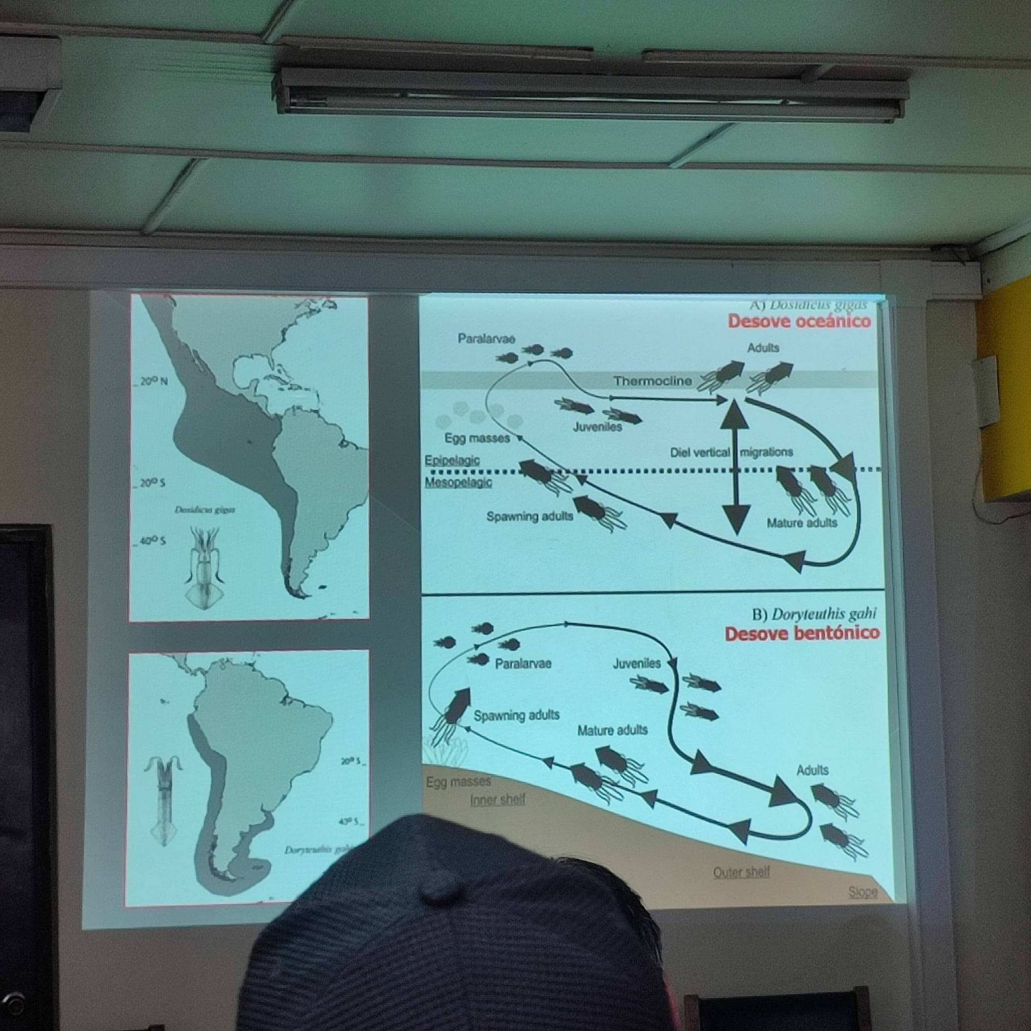 Proyecto Jibia GEF | Programa de estudio biológico de la jibia en Chile ...
