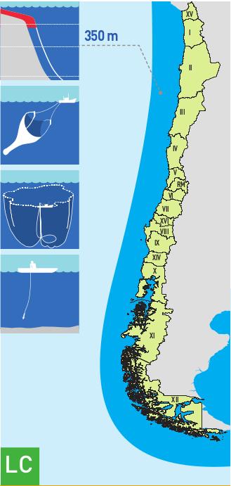 Doryteuthis (Amerigo) gahi | Recursos hidrobiológicos