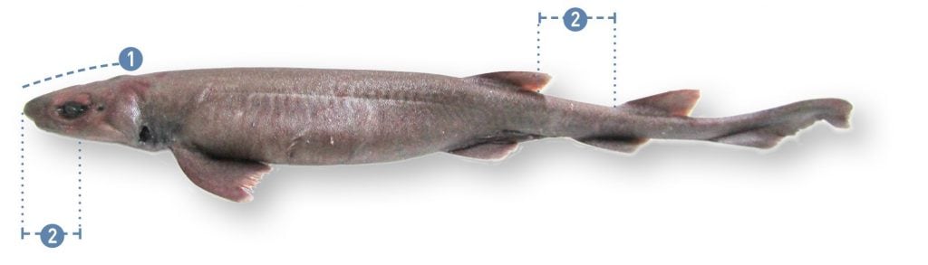 CONDRICTIOS | Recursos hidrobiológicos