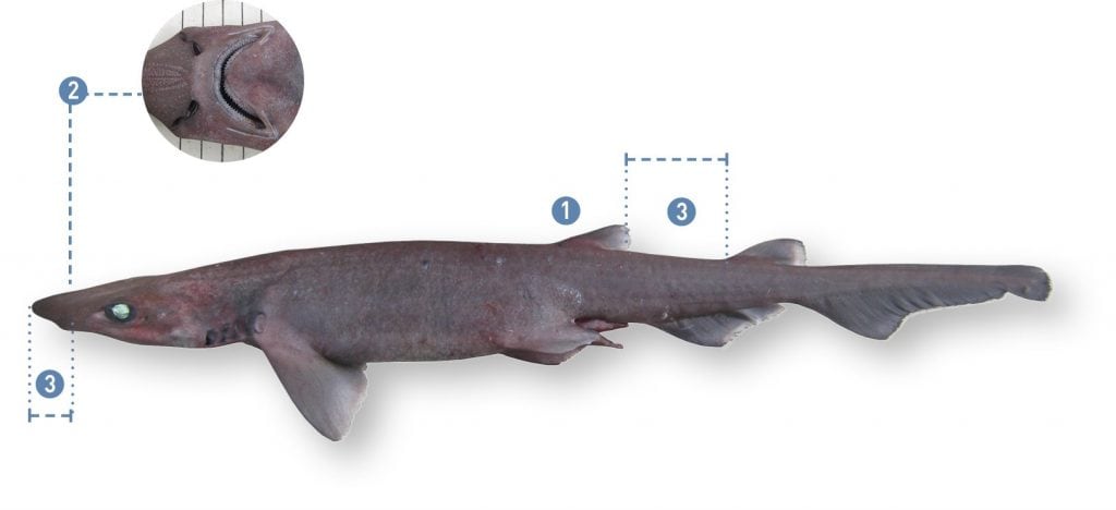 CONDRICTIOS | Recursos hidrobiológicos