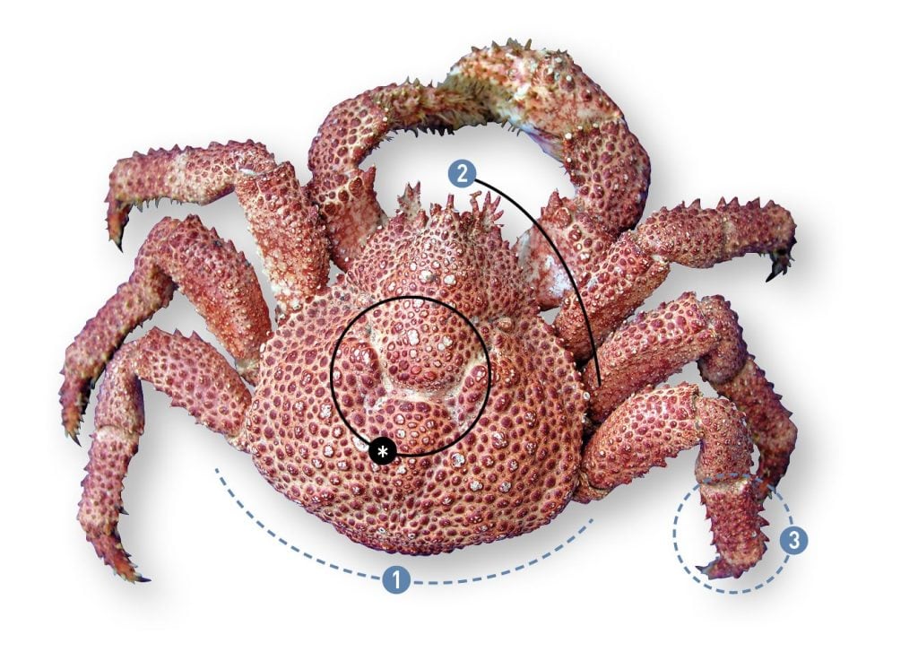 INVERTEBRADOS | Recursos hidrobiológicos