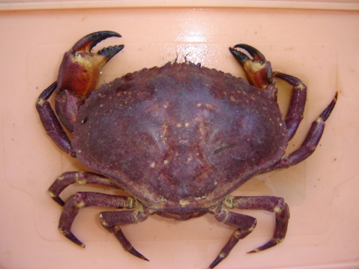 IFOP develops an update project for biological and fishing parameters ...