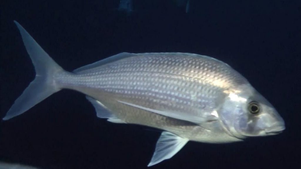 IFOP participa con la Universidad de Concepción en proyecto de ...