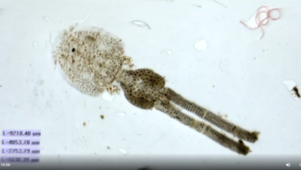 “Surveillance of the resistance of Caligus rogercresseyi to ...