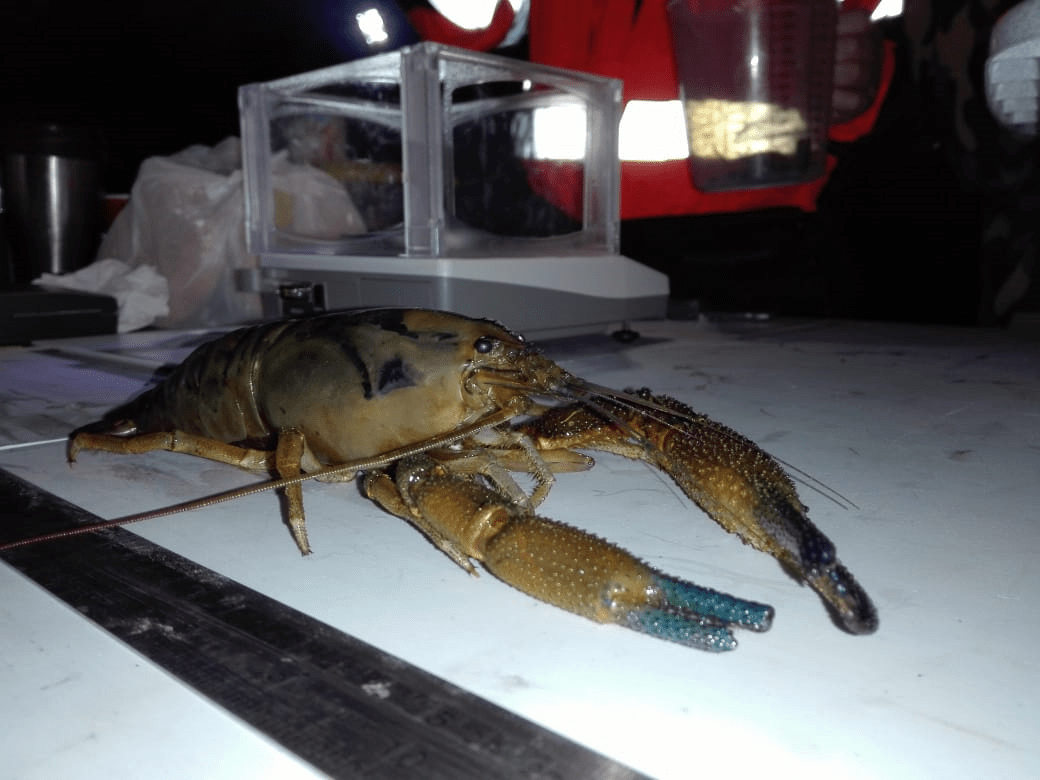 12.000 ejemplares juveniles de camarón se liberarán en el río Choapa ...