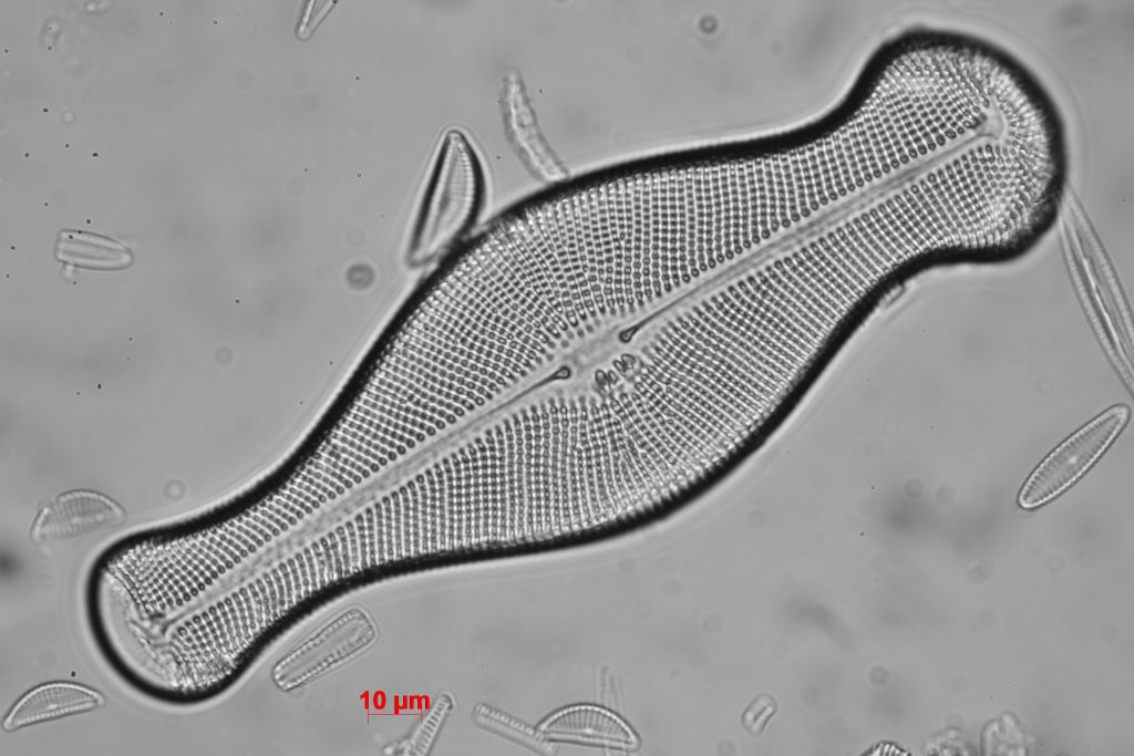 Didymo the invasive microalgae that is here to stay – IFOP ...