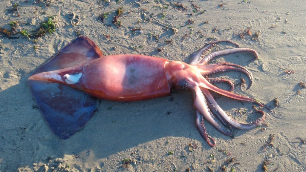 IFOP participó en el Primer encuentro de transformadores y exportadores ...