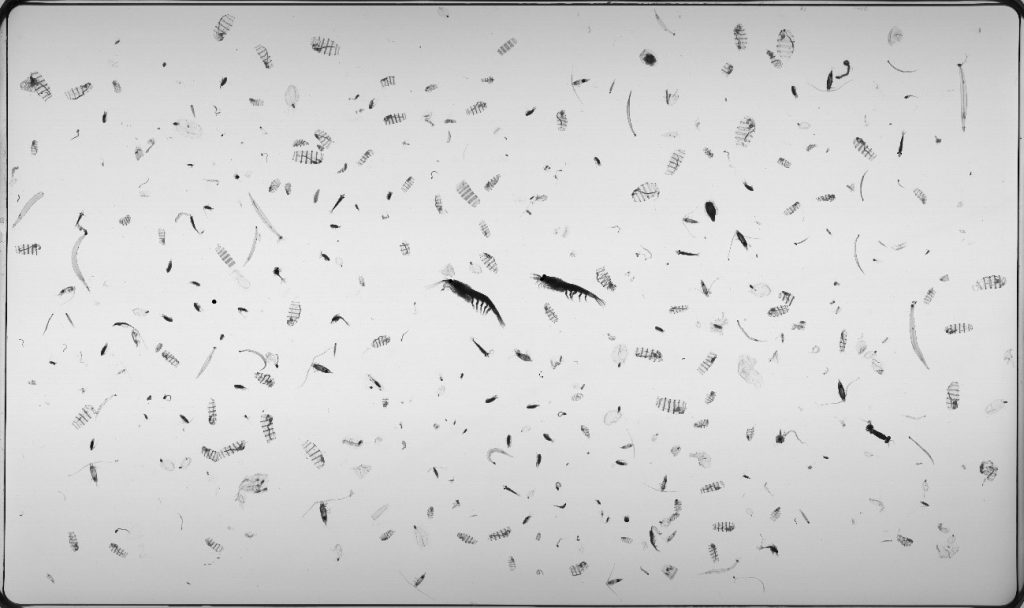 Digital plankton library is implemented by IFOP’s Oceanography and ...