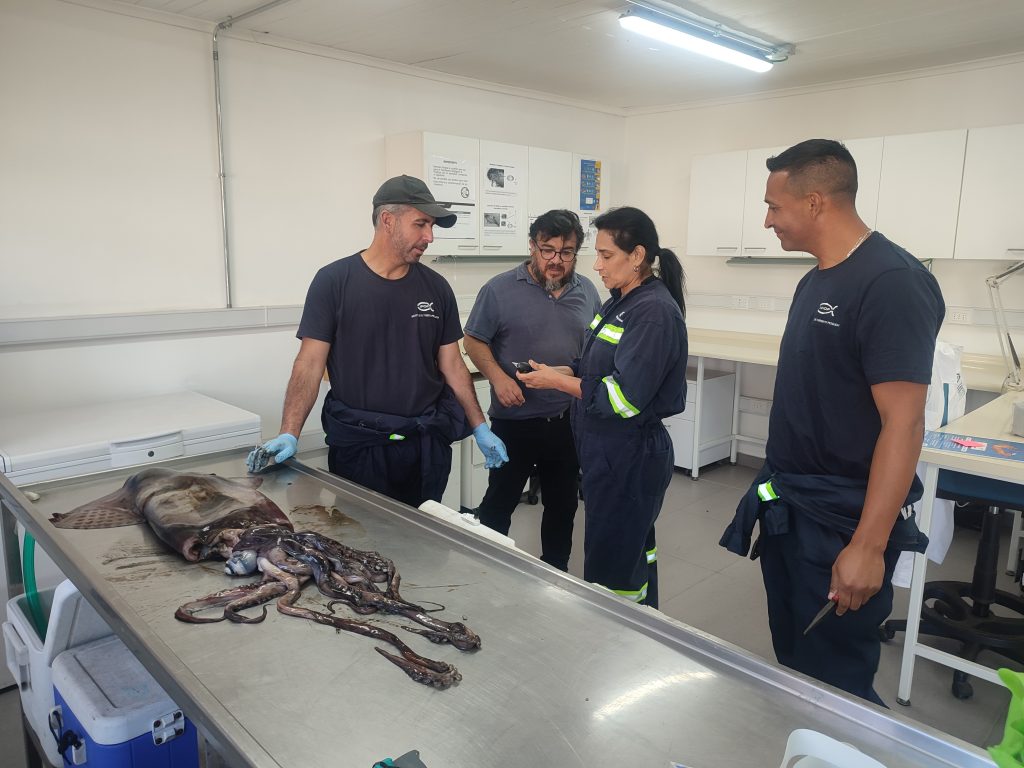 Inédito proyecto de marcaje de jibia, lidera IFOP y proyecto GEF ...